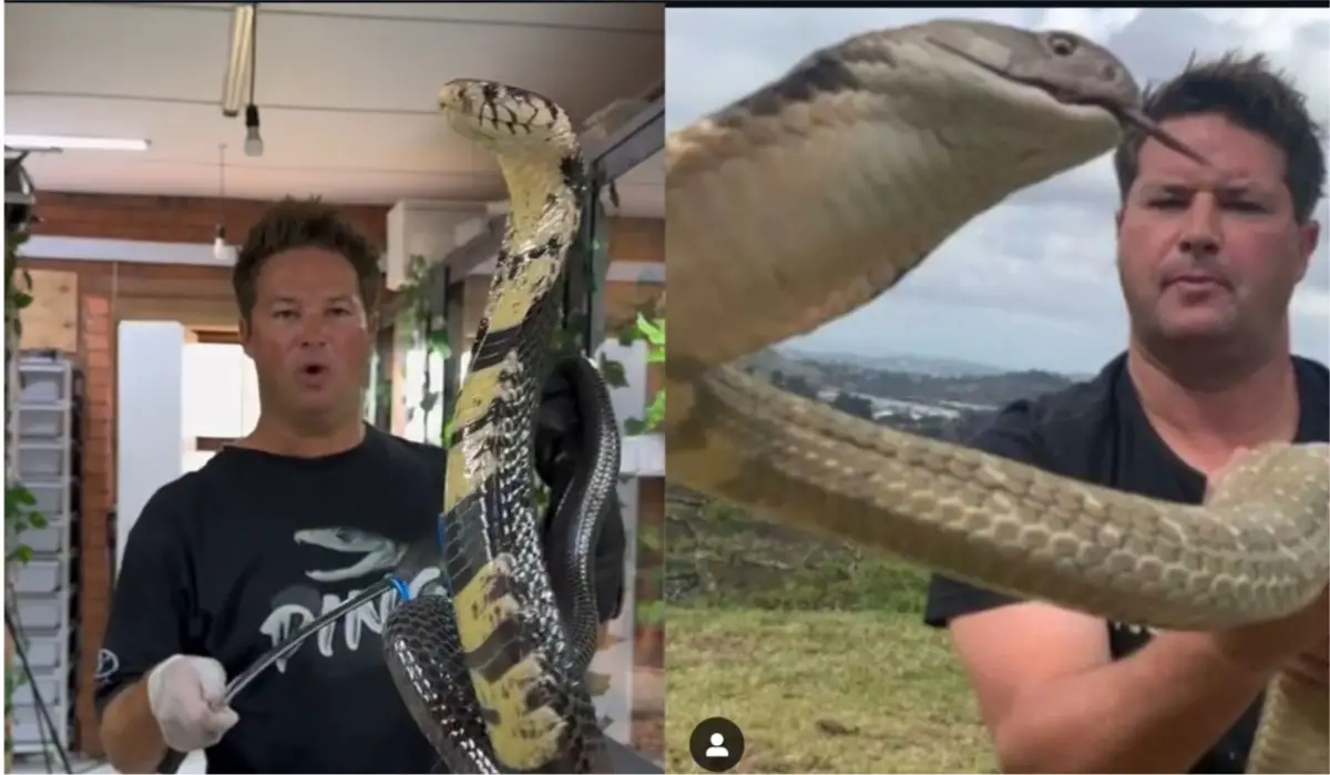Snake Handler Graham 'Dingo' Dinkelman Dies After Getting Bitten by ...