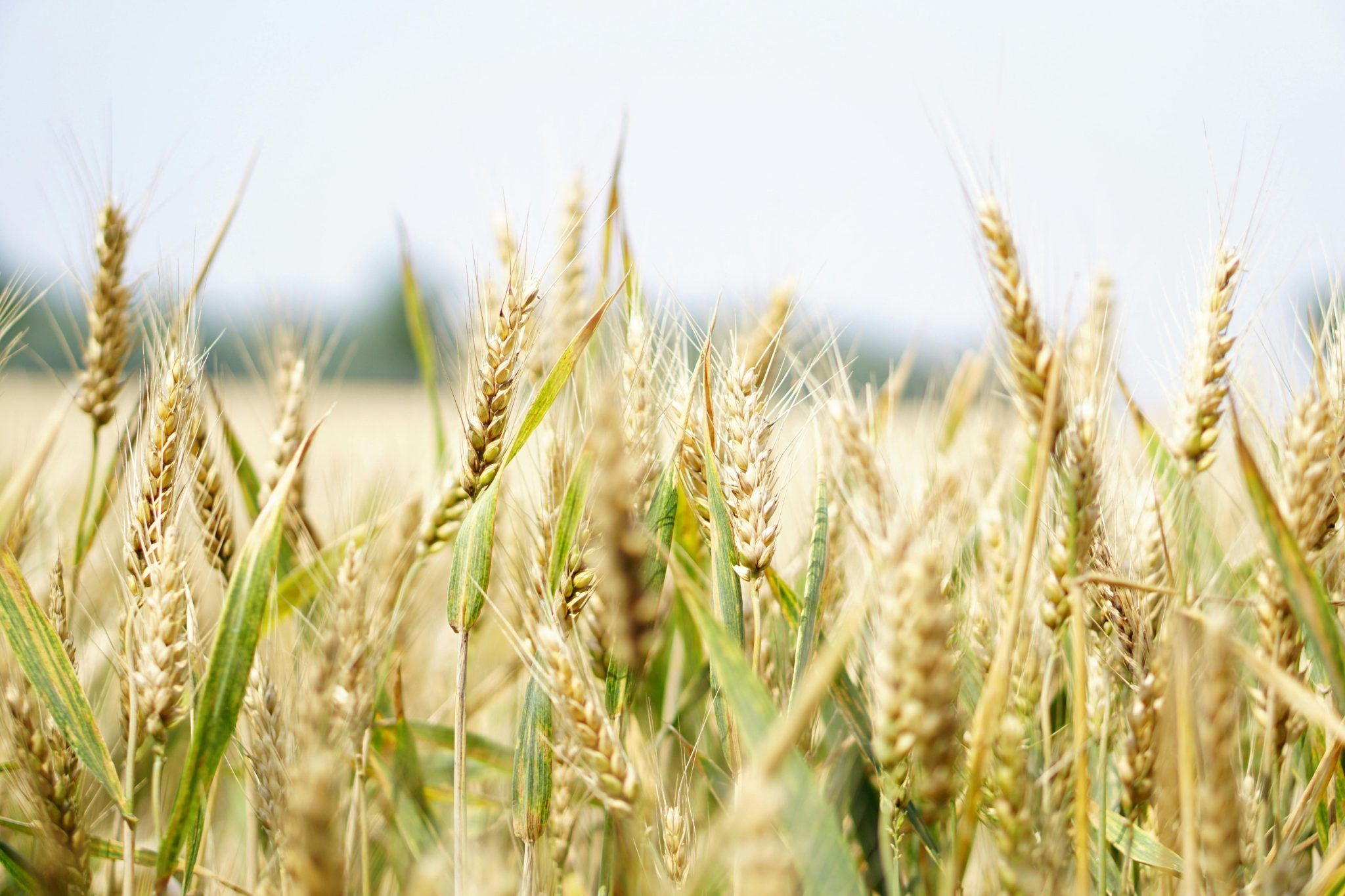 Exploring Niche Markets in Specialty Grain Trading | iMzansi